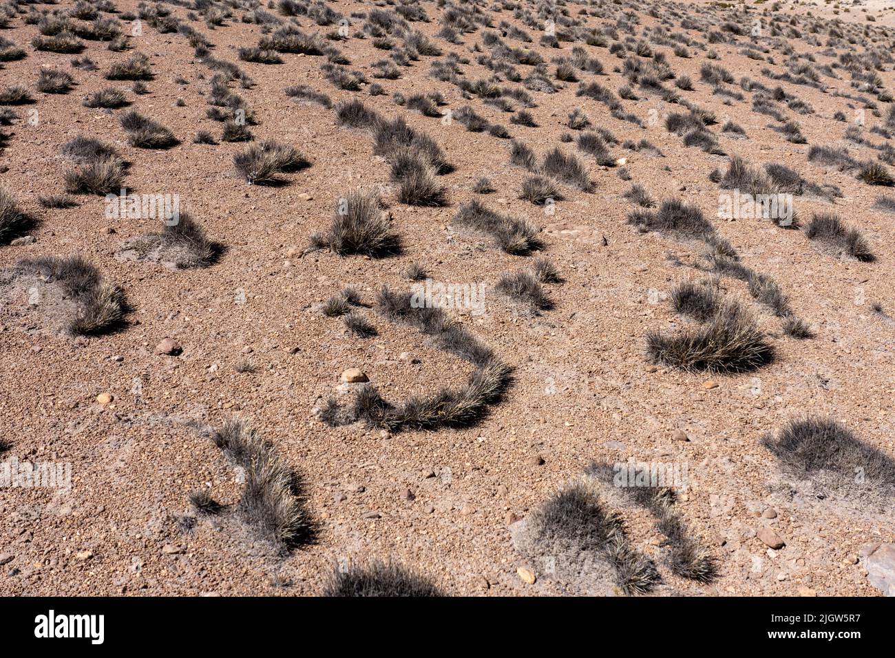 Paja brava or tussock grass, Festuca orthophylla, in Lauca National ...
