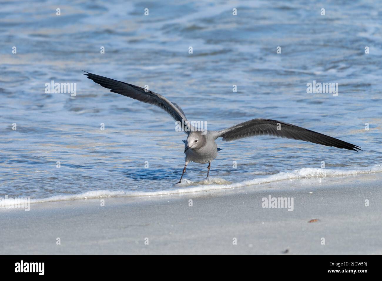 A Grey Gull, Leucophaeus modestus, takes flight in the shallow surf in ...
