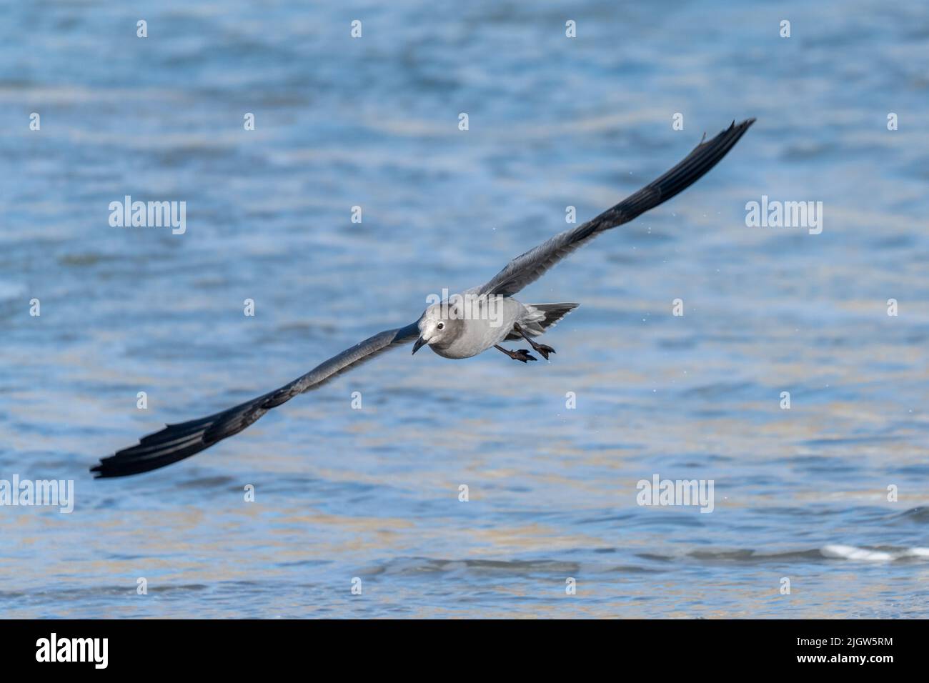 A Grey Gull, Leucophaeus modestus, in flight in Pan de Azucar National ...