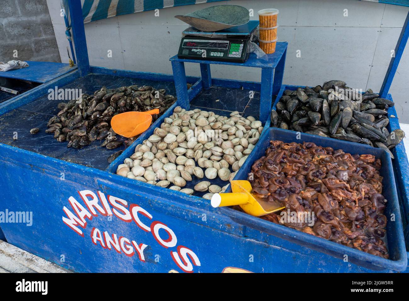 Pyura Chilensis Babies