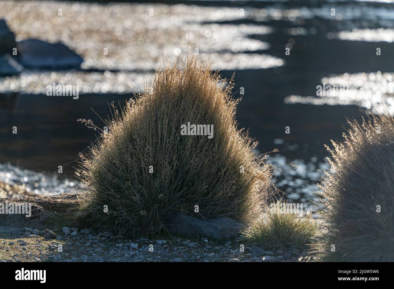 A backlit clump of paja brava or tussock grass, Festuca orthophylla, in ...