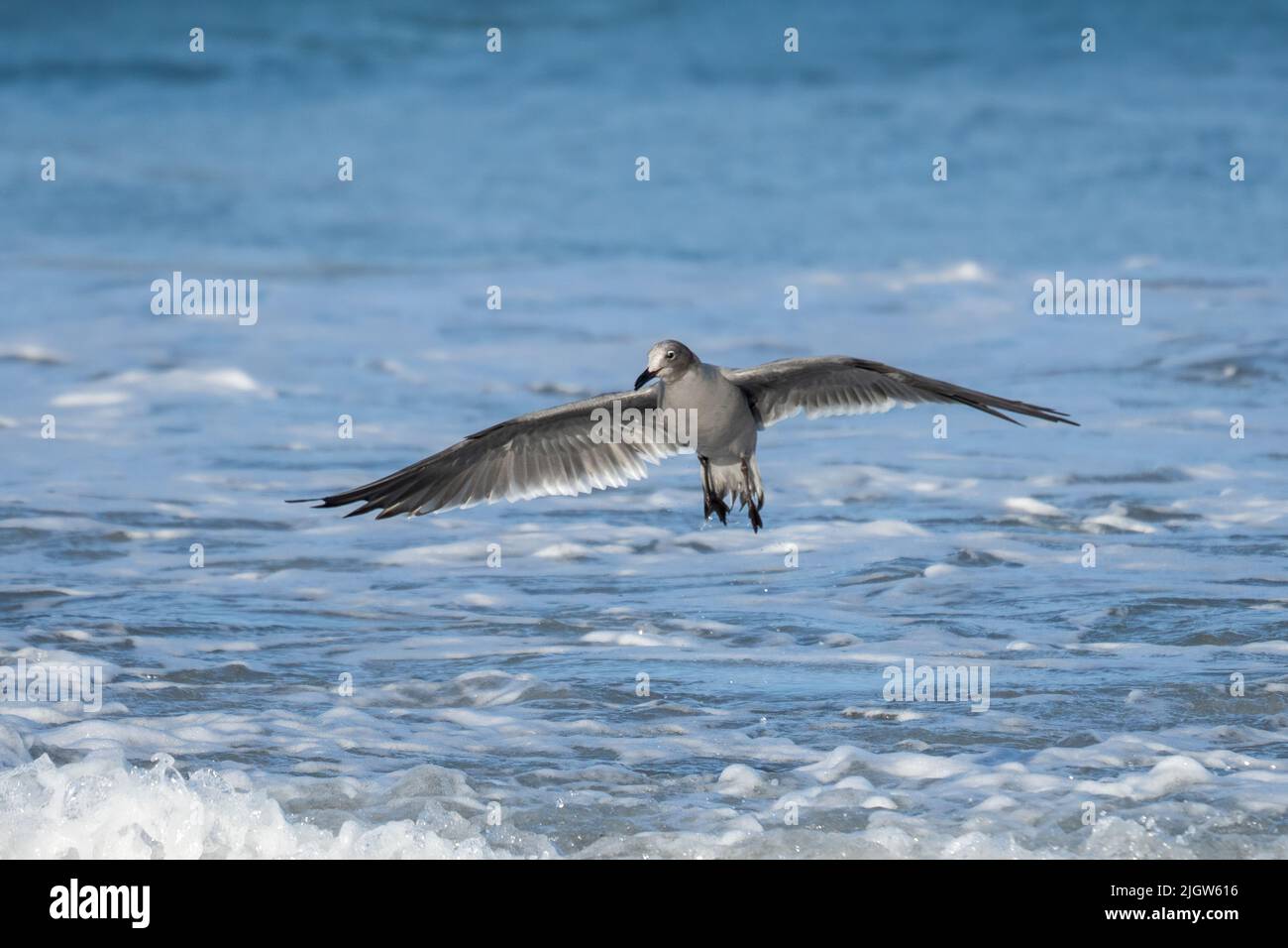 A Grey Gull, Leucophaeus modestus, takes flight in the shallow surf in ...