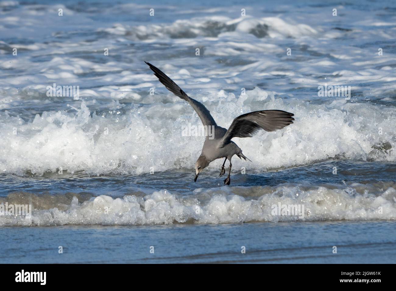 A Grey Gull, Leucophaeus modestus, hunting fish in flight in Pan de ...