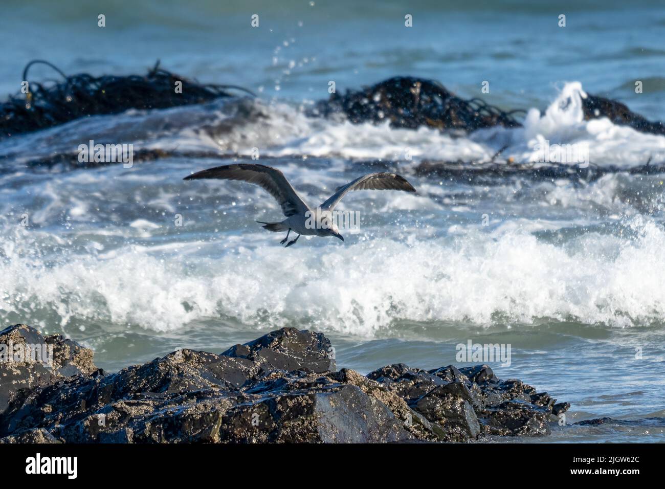 A Grey Gull, Leucophaeus modestus, in flight over the shallow surf in ...
