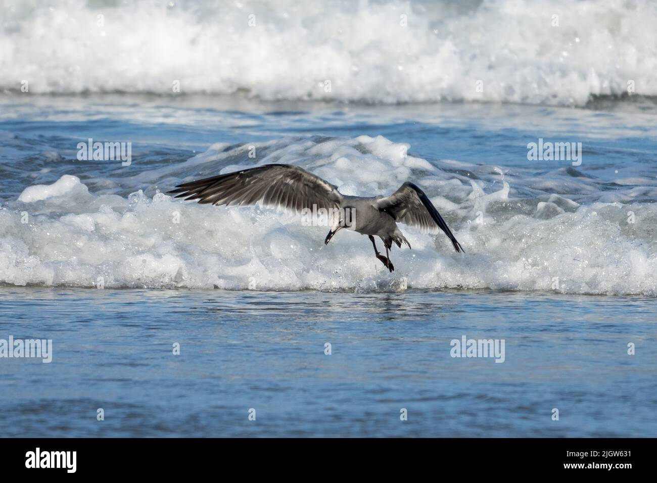 A Grey Gull, Leucophaeus modestus, with two small fish in its beak in ...