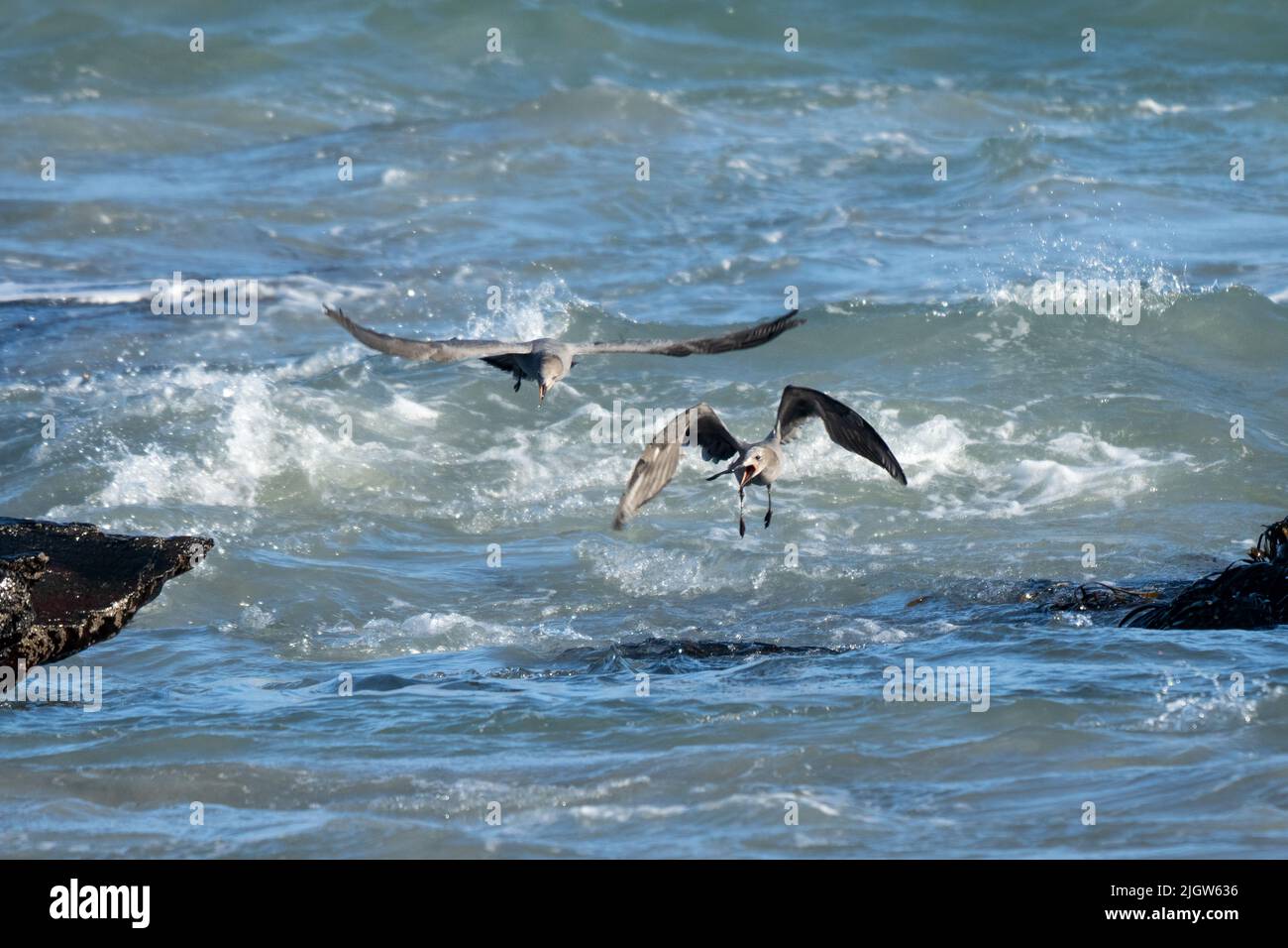 An aggressive Grey Gull, Leucophaeus modestus, chases another one in ...