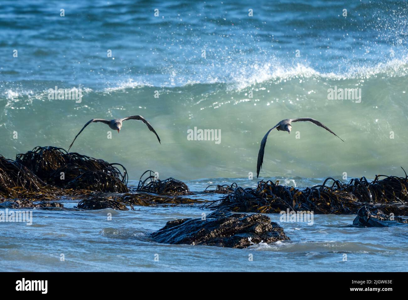 Two Grey Gulls, Leucophaeus modestus, in flight over the shallow surf ...