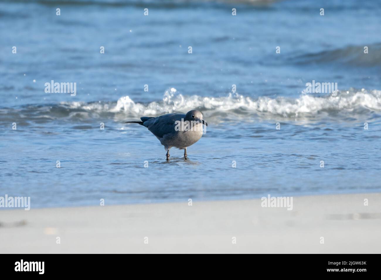 A Grey Gull, Leucophaeus modestus, wades in the shallow surf to feed in ...