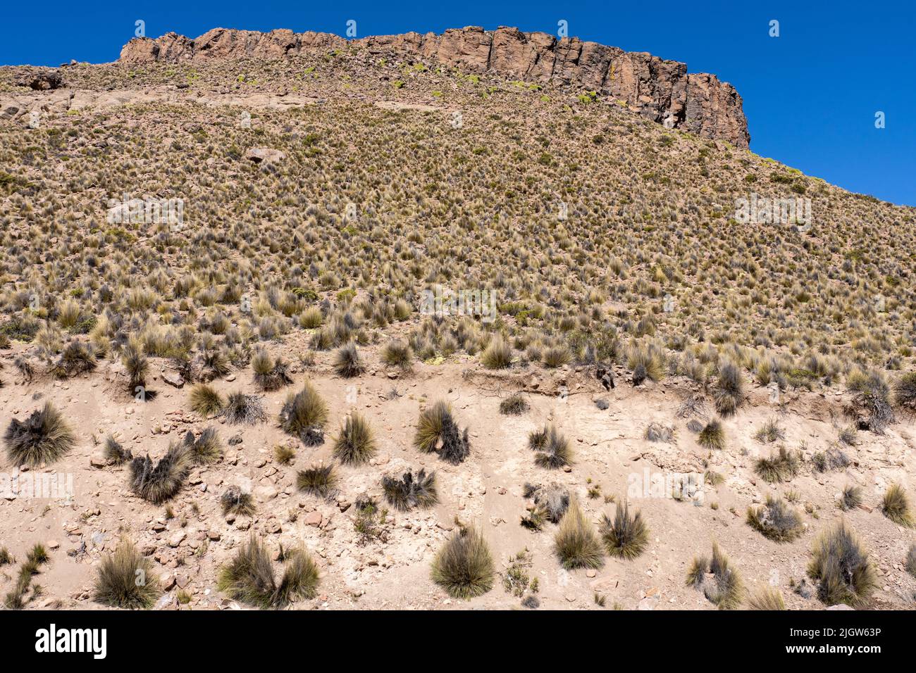 Steep hillsides covered with large tufts of paja brava or tussock grass ...