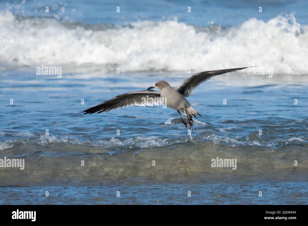A Grey Gull, Leucophaeus modestus, takes flight in the shallow surf in ...