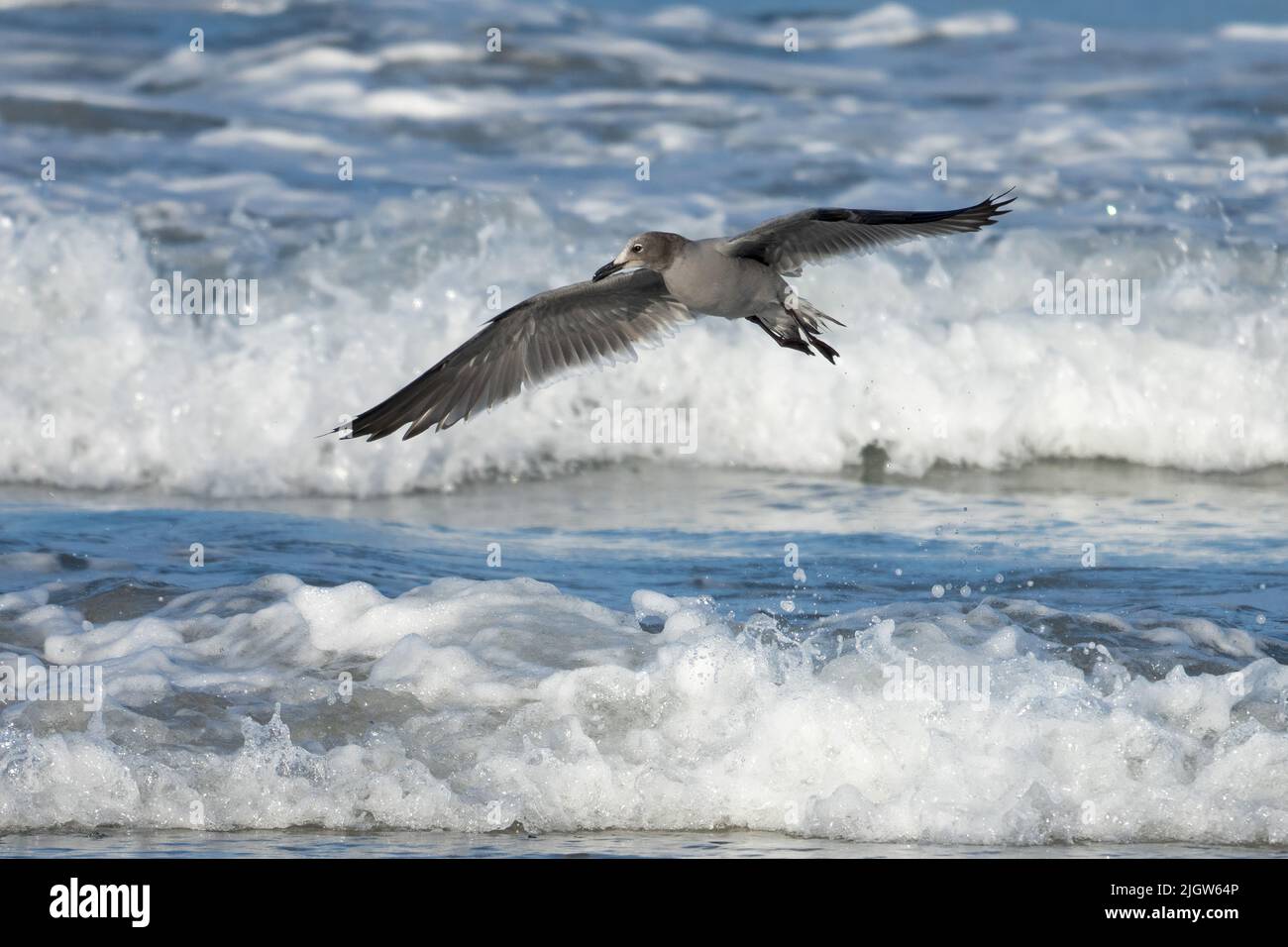 A Grey Gull, Leucophaeus modestus, in flight in Pan de Azucar National ...