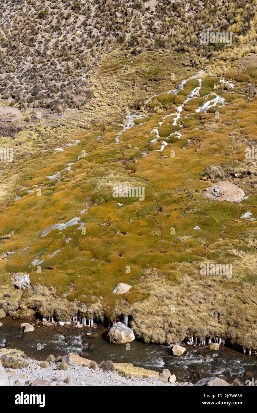 Yareta or Llareta, Azorella compacta, growing on a hillside in Lauca ...