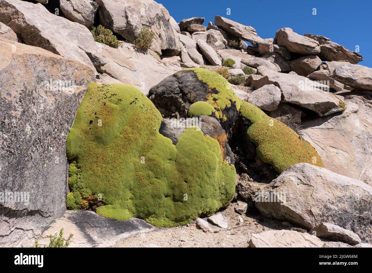 Yareta or LLareta, Azorella compacta, growing in the rocks of Lauca ...