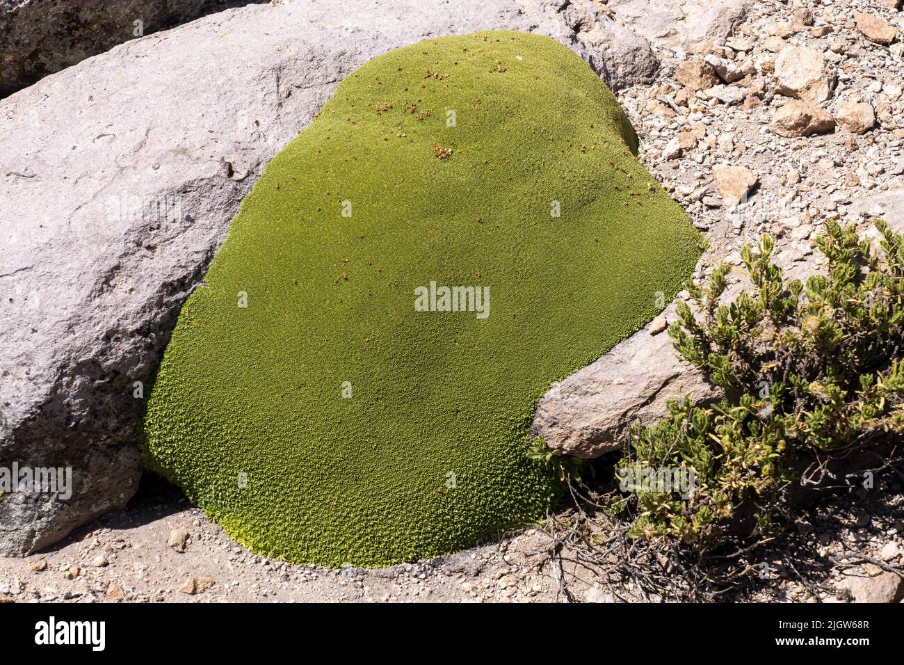 Grows up to 5200 m elevation hi-res stock photography and images - Alamy