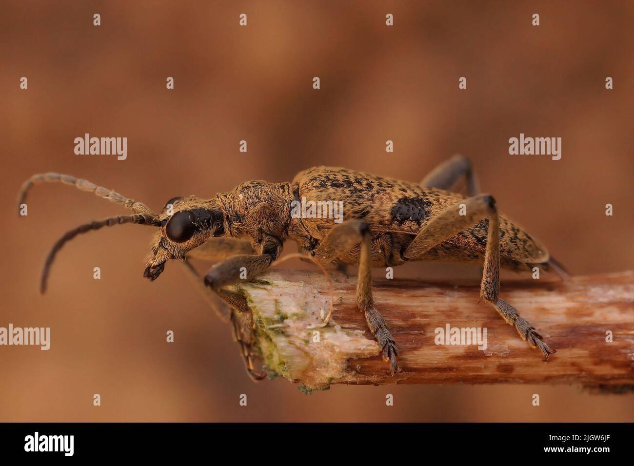 Closeup on the Black-spotted longhorn beetle, Rhagium mordax, sitting ...