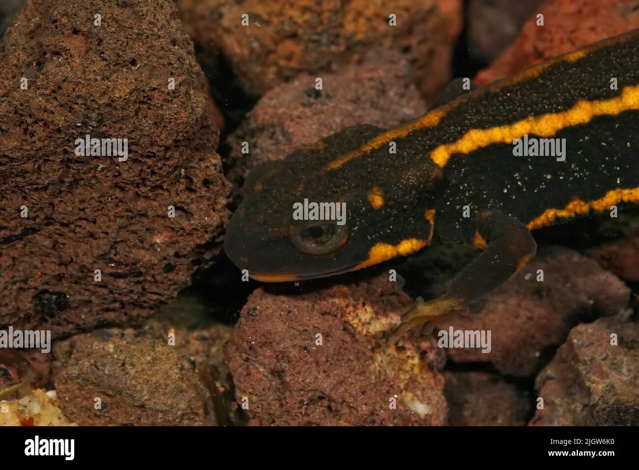 Closeup on an aquatic subadult of endangered Japansese Riu Kiu sword ...