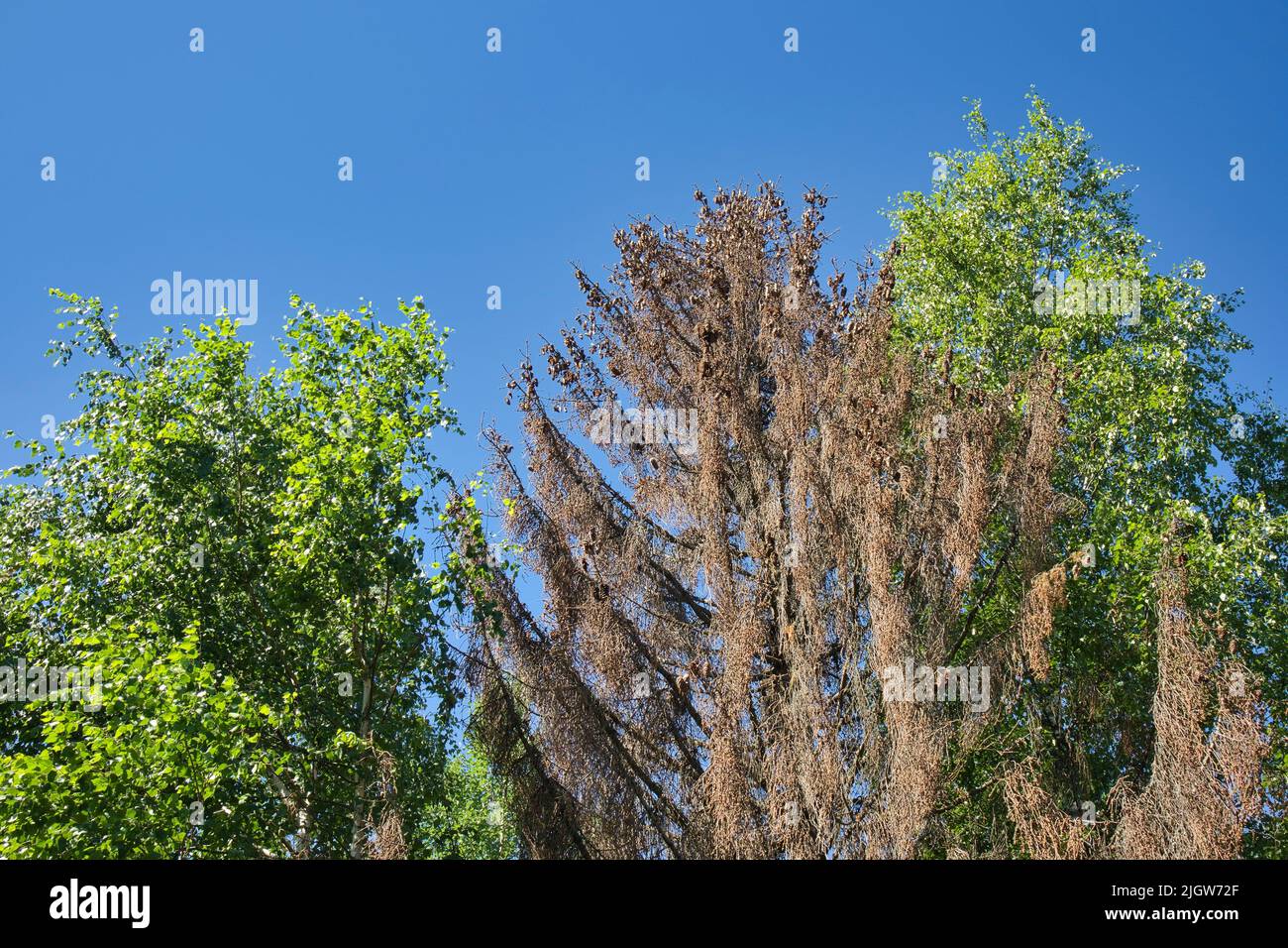 Dead and healthy trees hi-res stock photography and images - Alamy