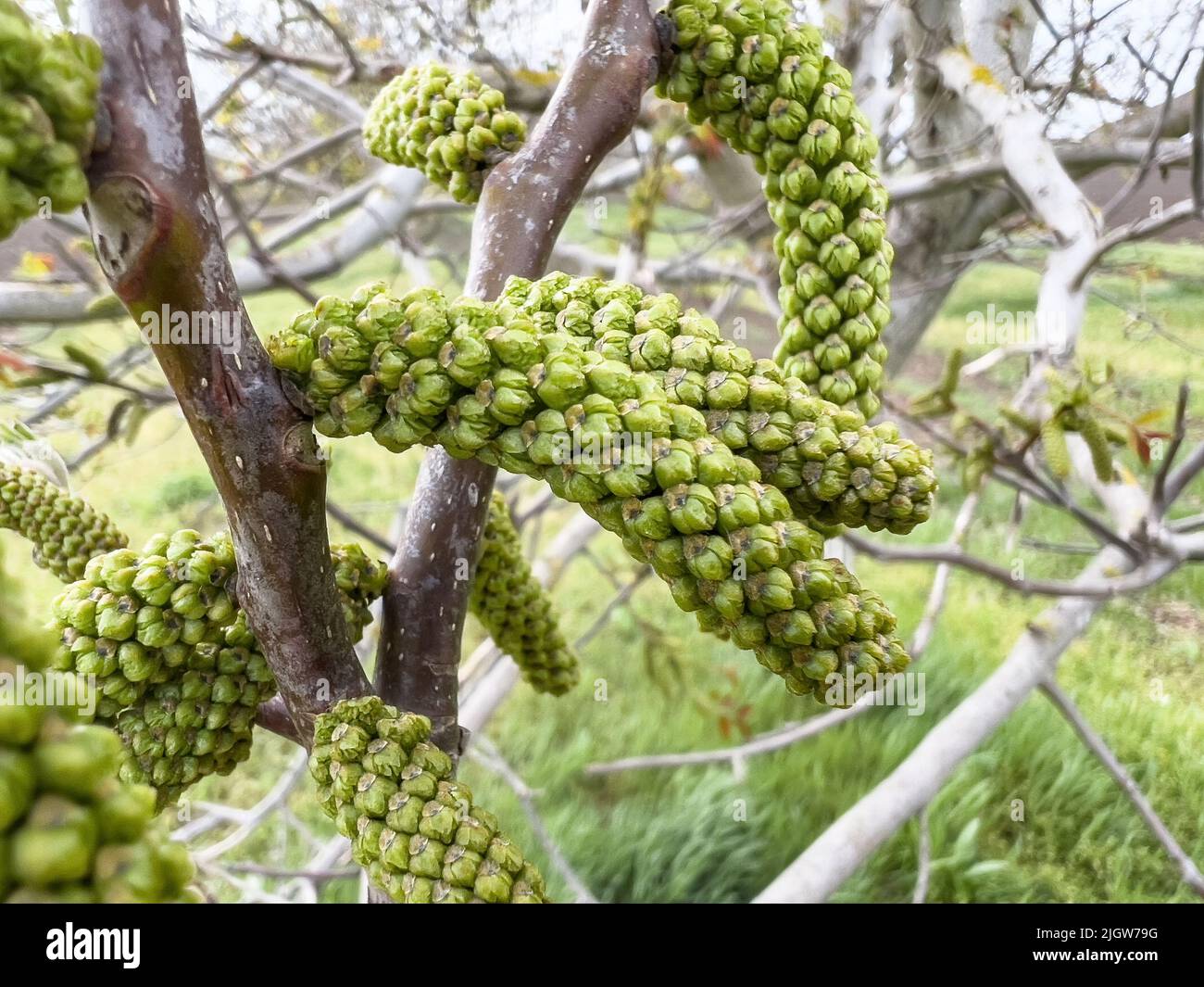Walnut fruit tree male flower in orchard, close up Stock Photo - Alamy