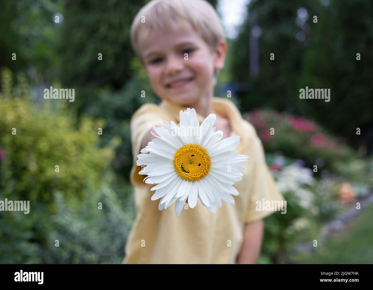 cheerful child boy is holding chamomile flower with a smile in ...