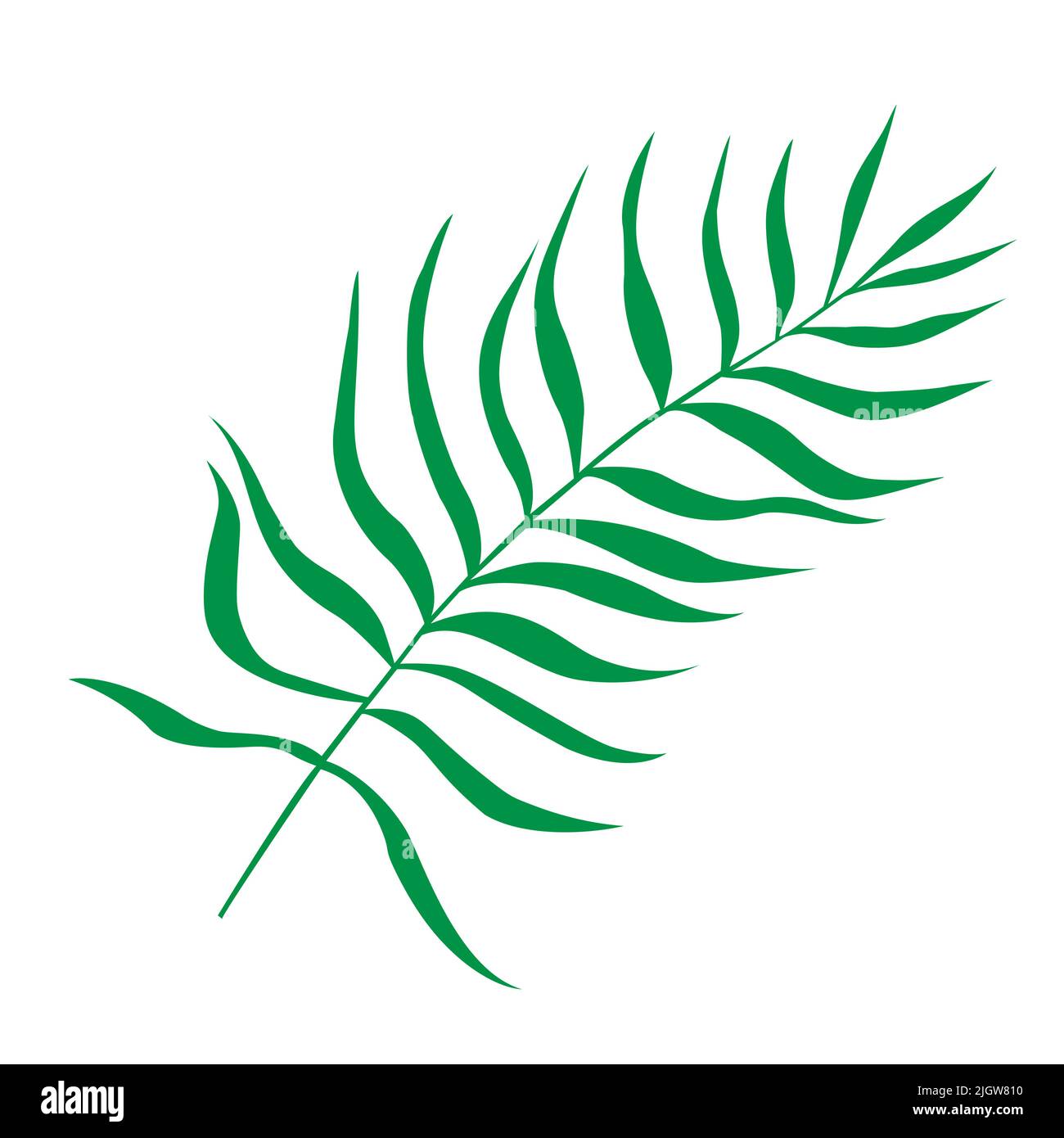 Tropical leaf vector illustration on white background Stock Vector ...