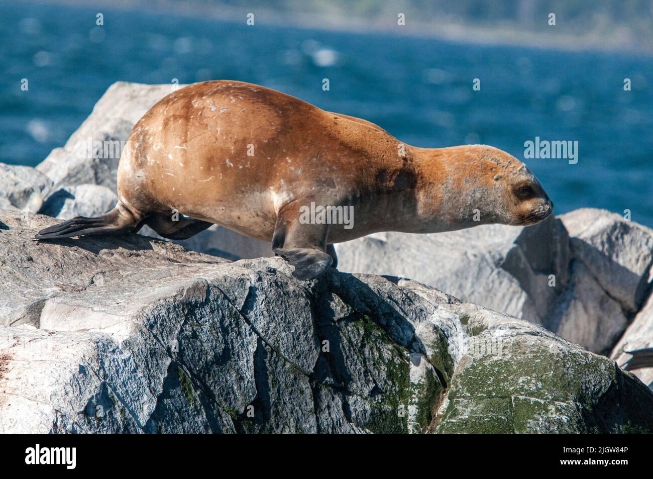 A seal on the stone in Beagle Channel, Ushuaia Stock Photo - Alamy