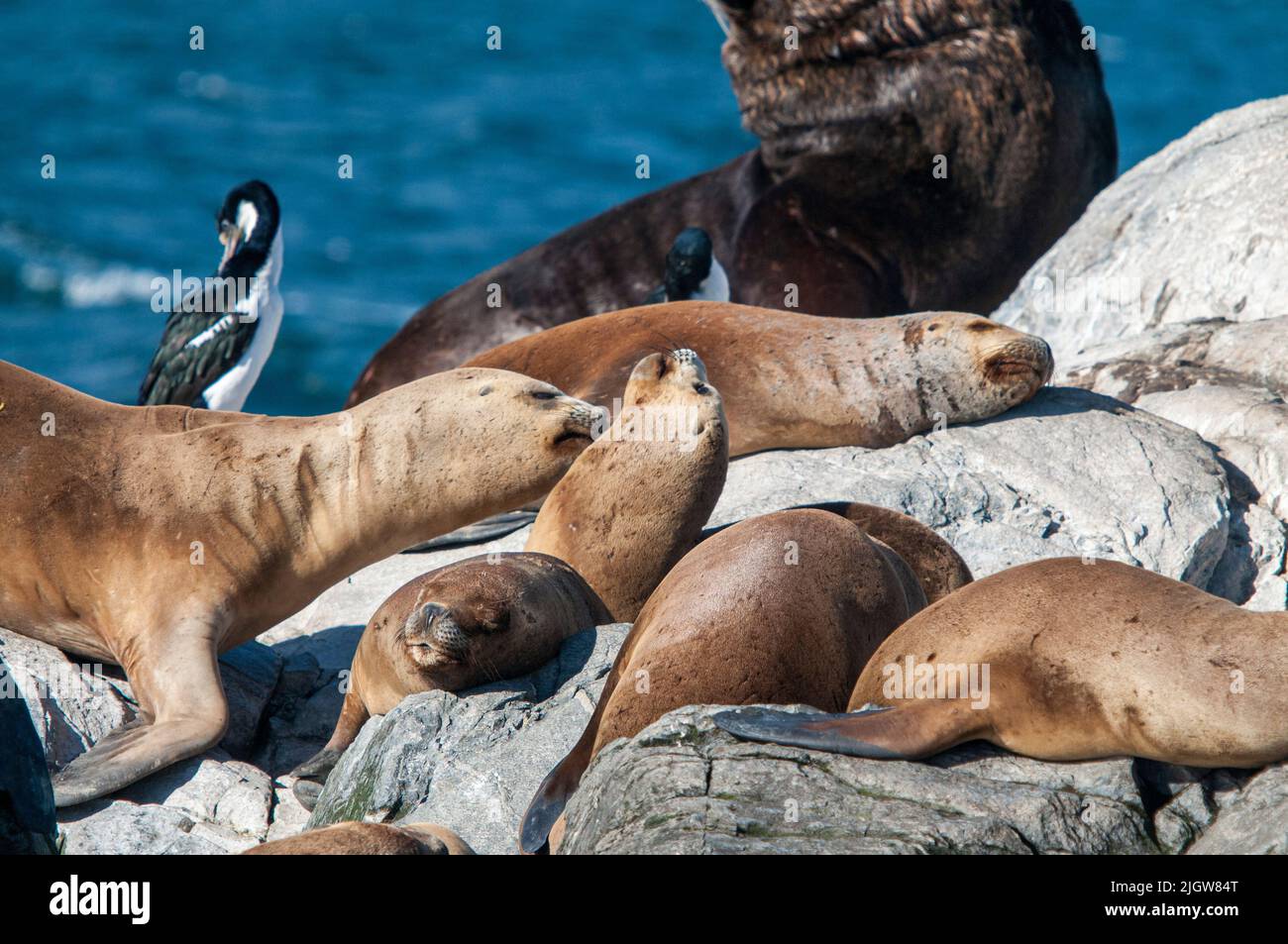 Brown seals on the stone in Beagle Channel, Ushuaia Stock Photo - Alamy
