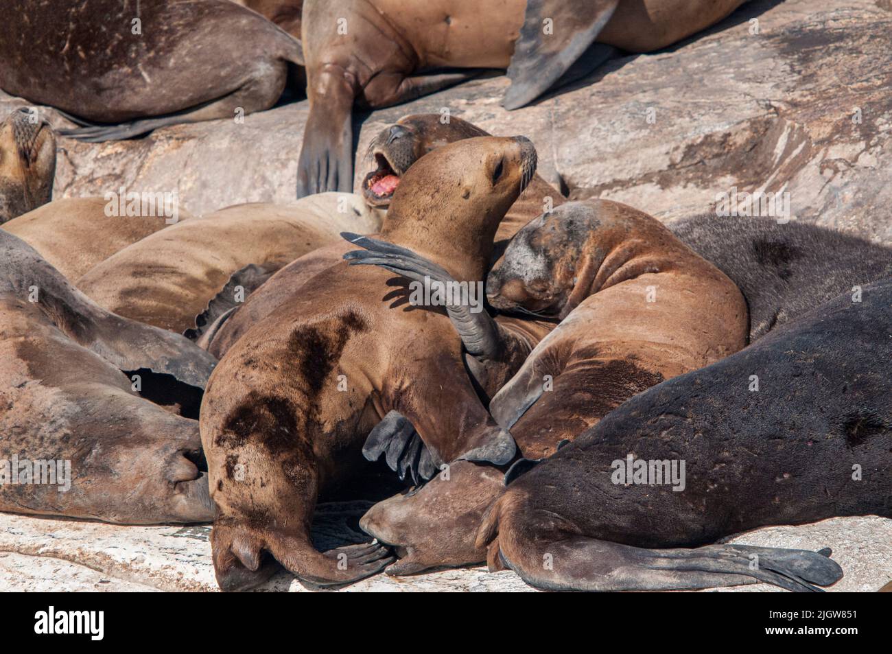 Brown seals on the stone in Beagle Channel, Ushuaia Stock Photo - Alamy