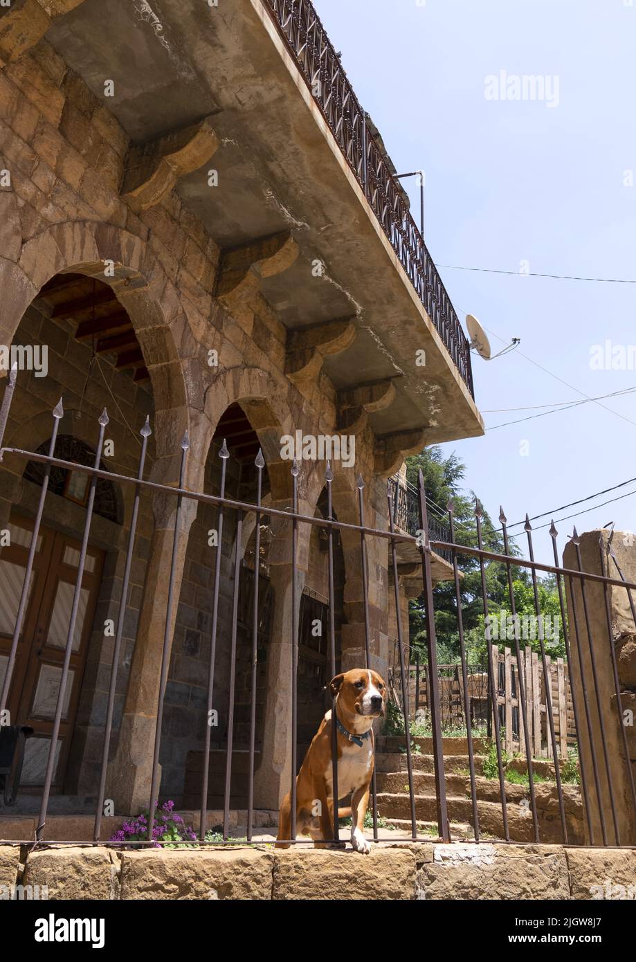 Dog in a traditional lebanese house, North Governorate, Hasroun ...