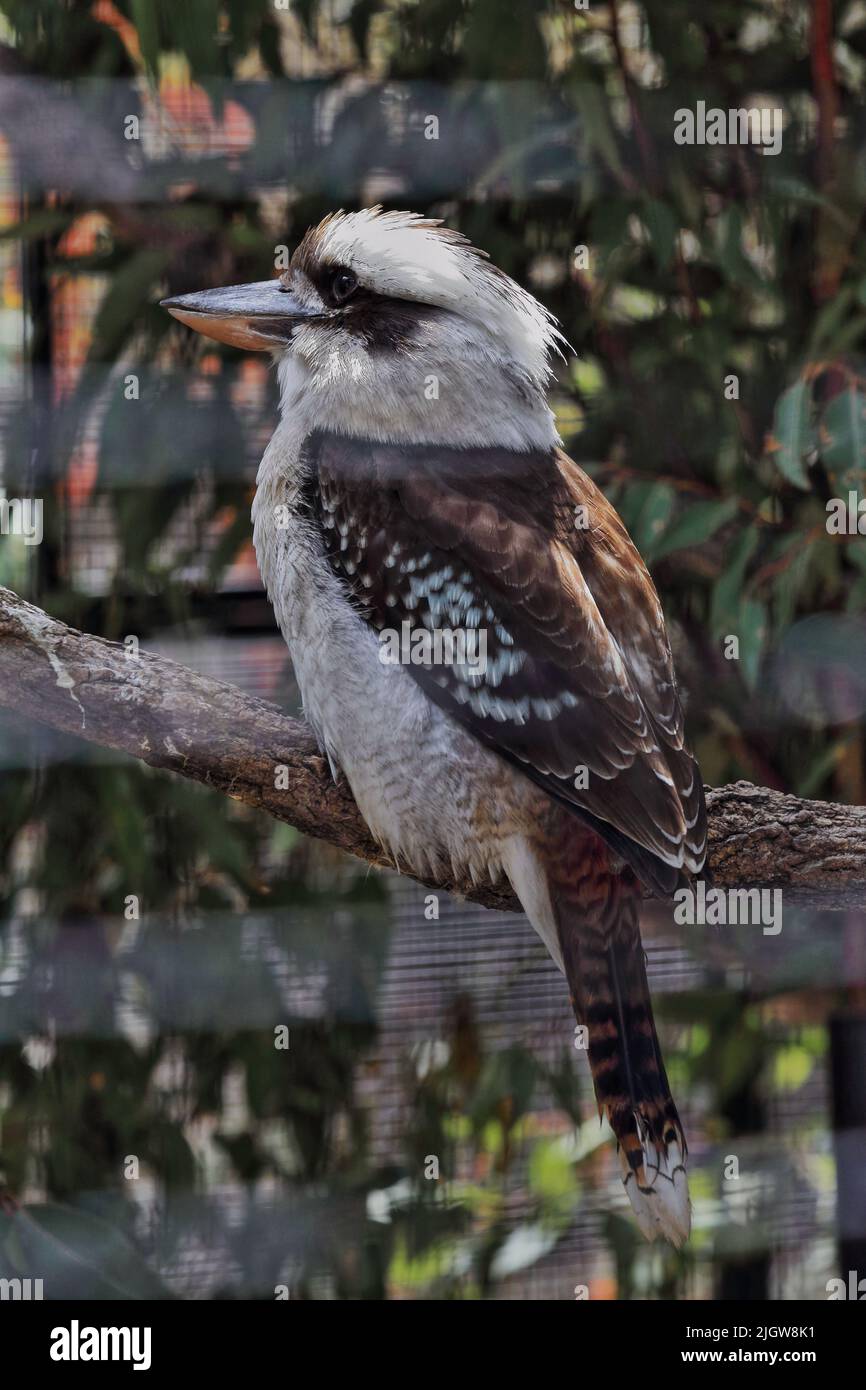 062 Laughing kookaburra bird perching on a tree branch inside a cage ...