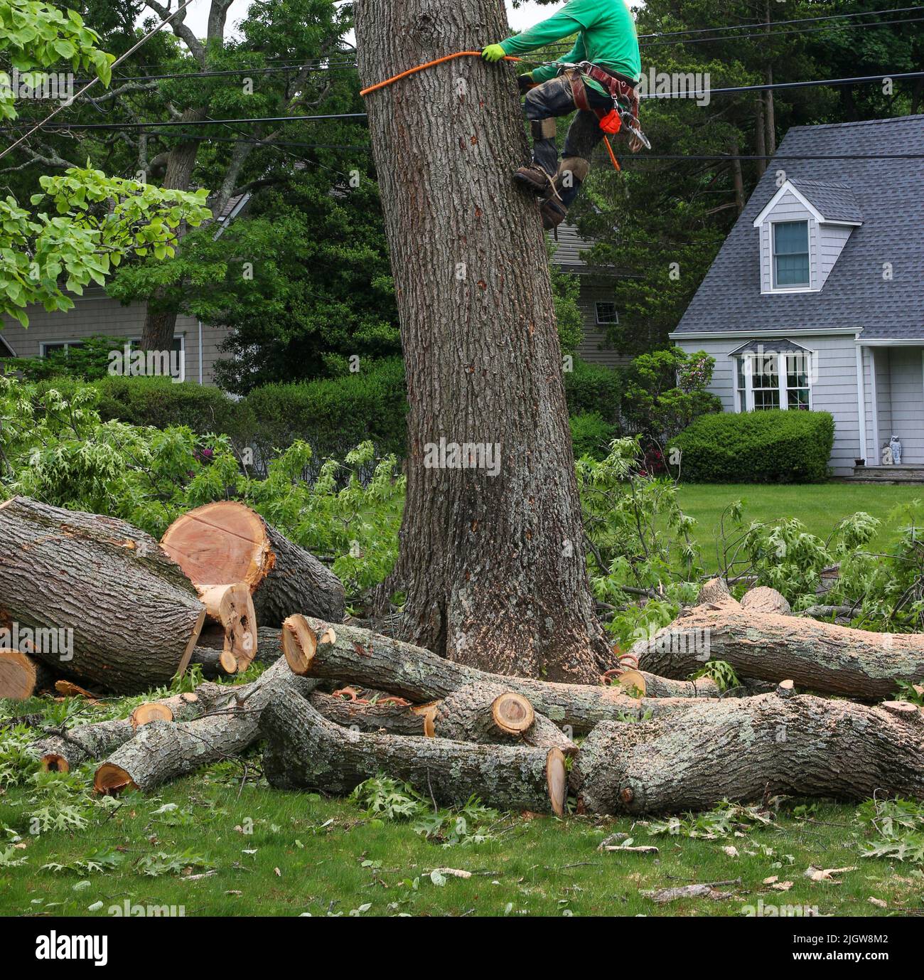Man climbing down a tree trunk after cutting down large branches in thr ...