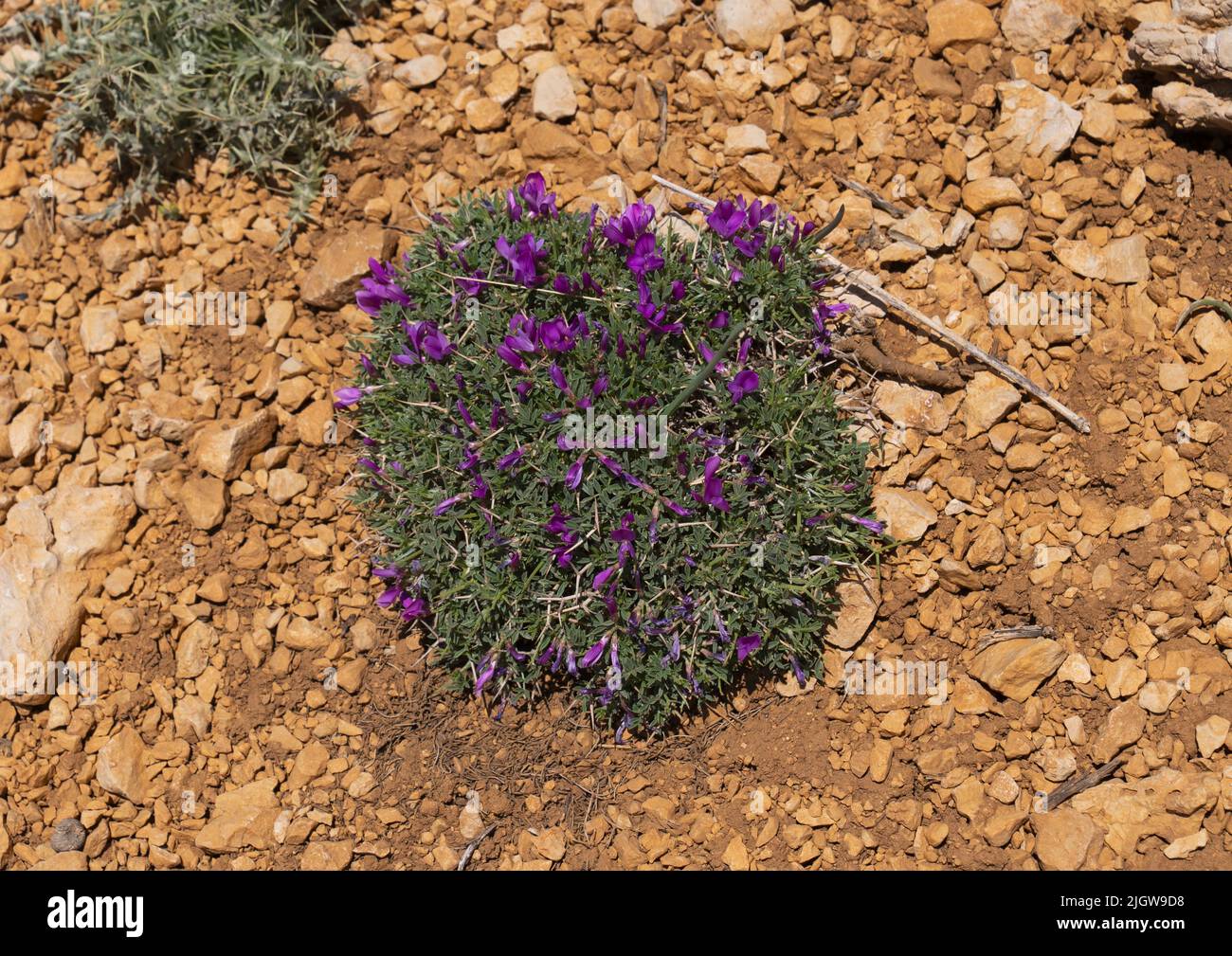 Purple flowers in the mountain, North Governorate, Daher el Kadib ...