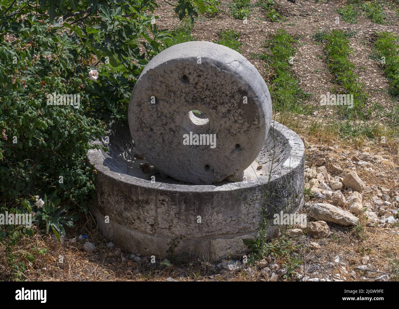 Oil presses hi-res stock photography and images - Alamy