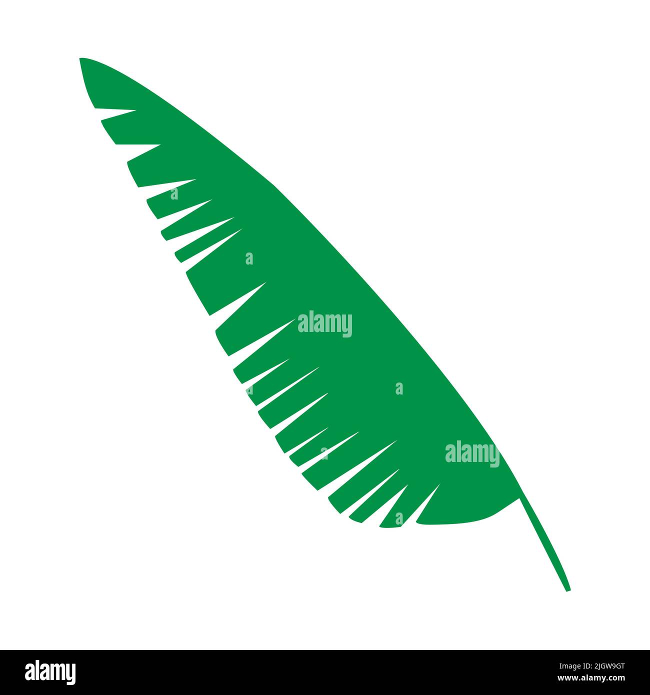 Tropical leaf vector illustration on white background Stock Vector ...