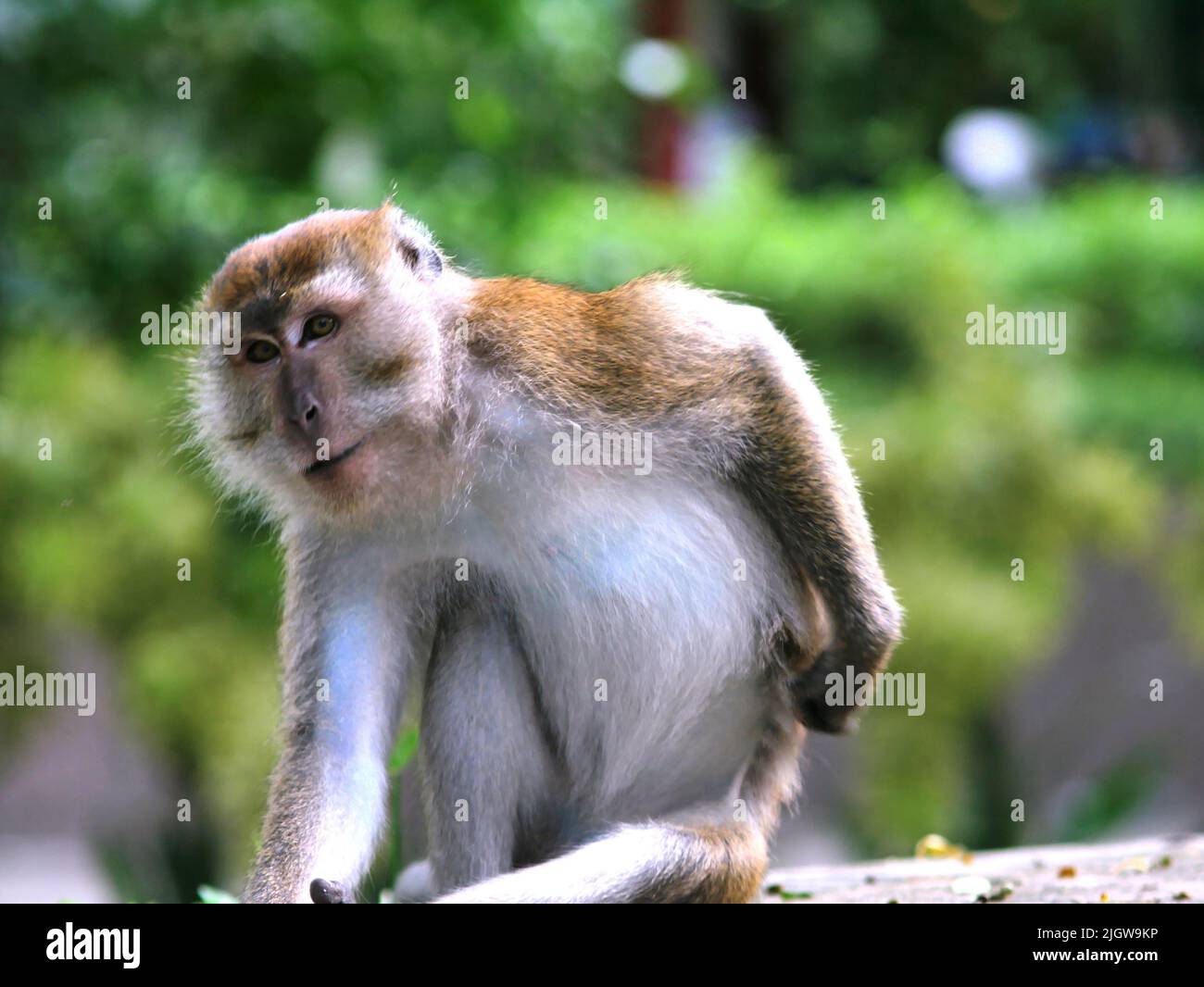Scratching back monkey hi-res stock photography and images - Alamy