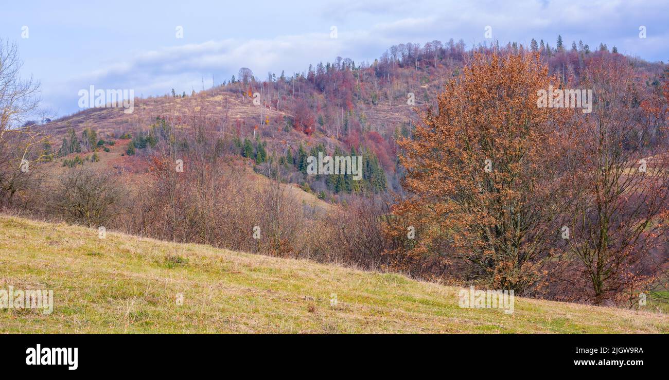 countryside landscape in november. forest in fall foliage on colorful ...
