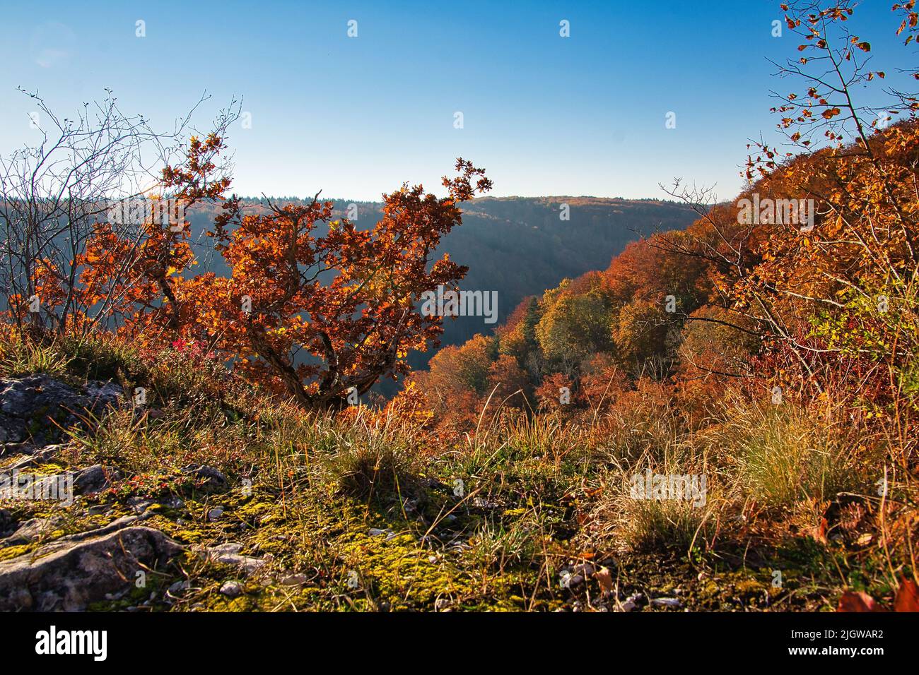 Trees with orange, green and slightly red leaves seen on a wonderful ...