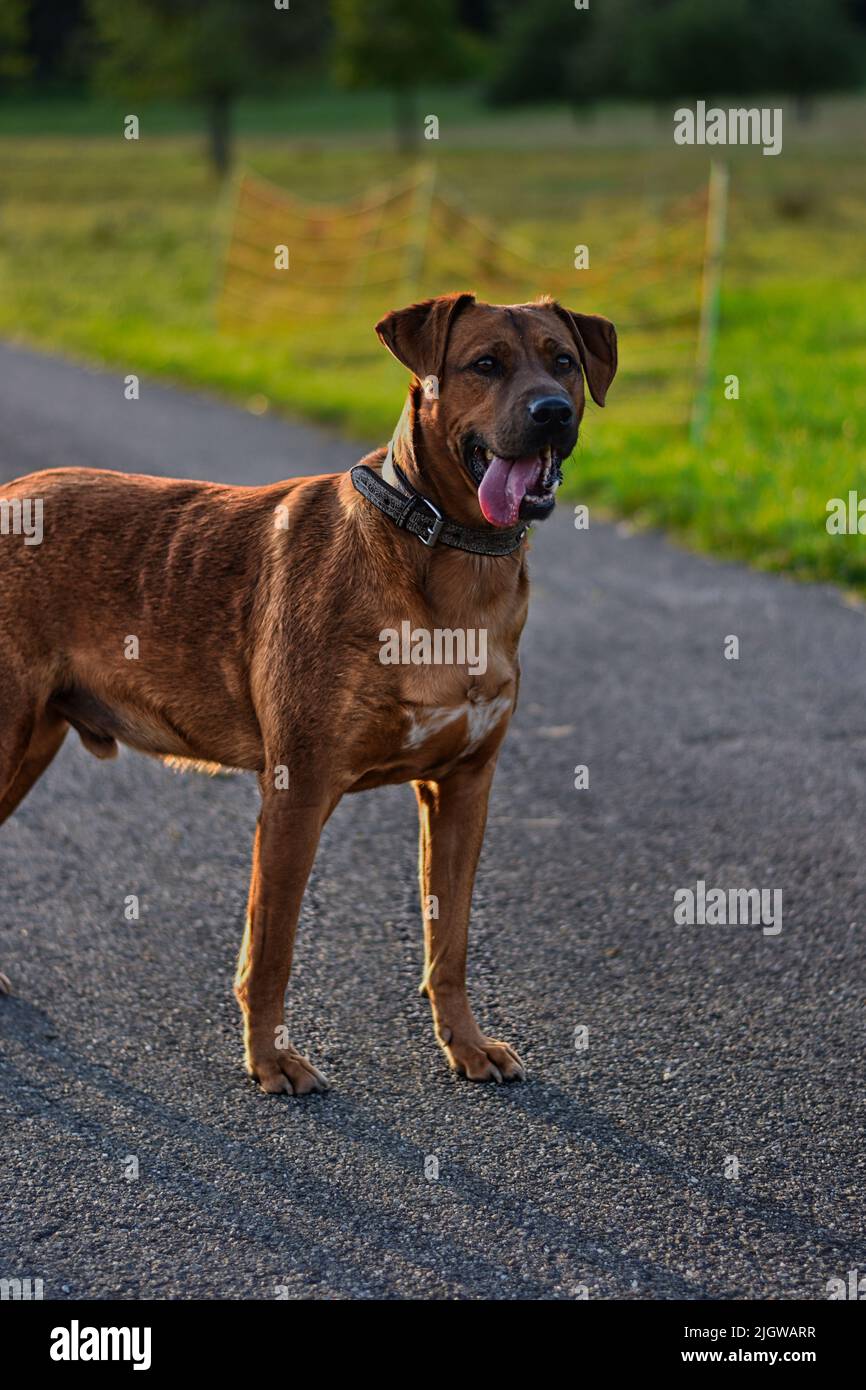 A brown dog is standing and throwing shadow on the floor Stock Photo ...