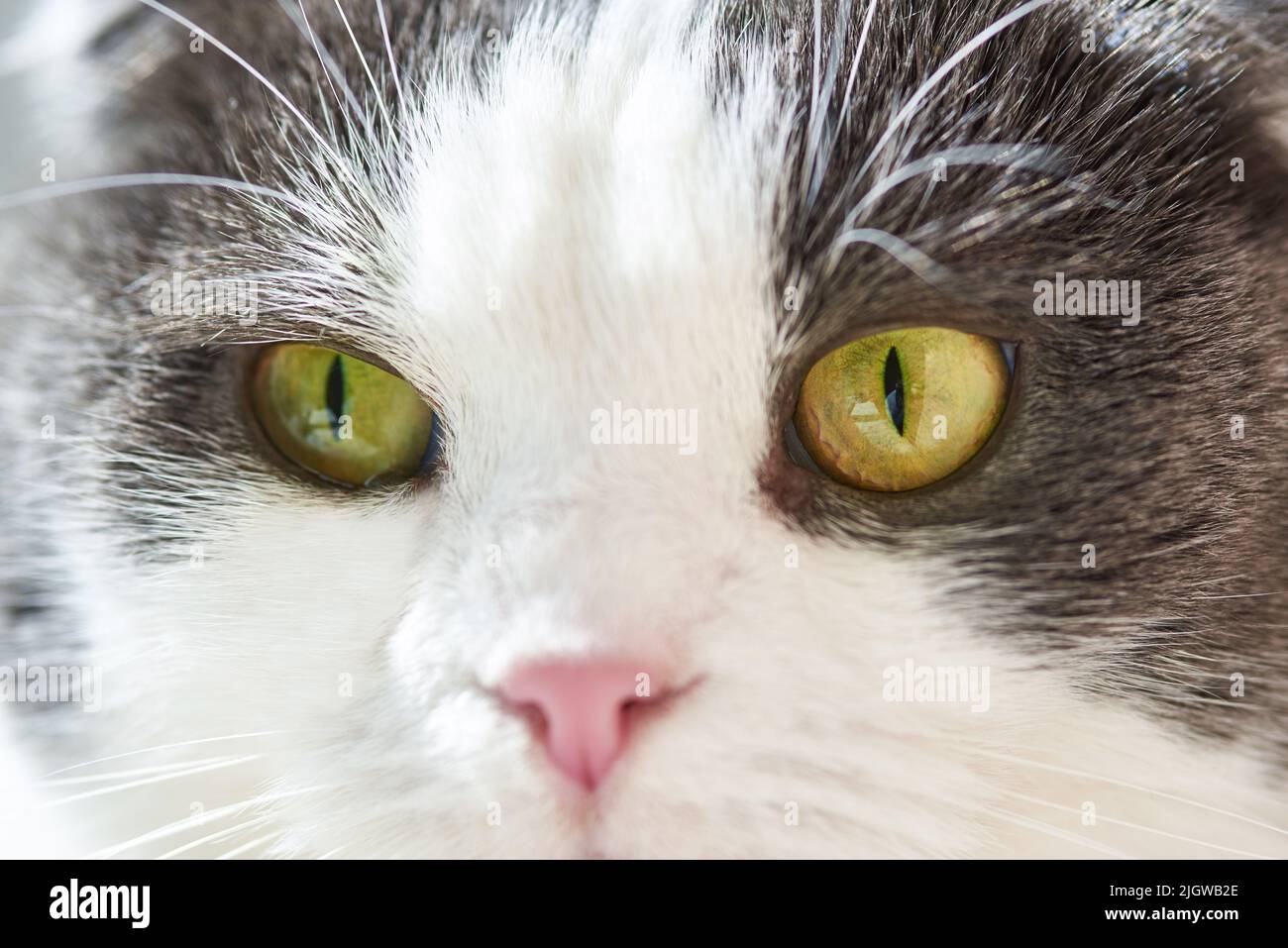 The face of a cute cat with wide eyes, close-up Stock Photo - Alamy