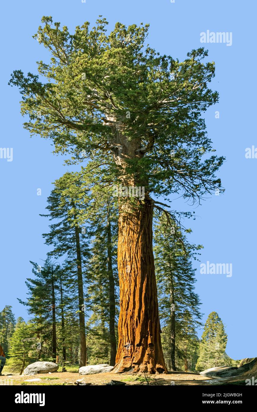 Huge sequoia hi-res stock photography and images - Alamy