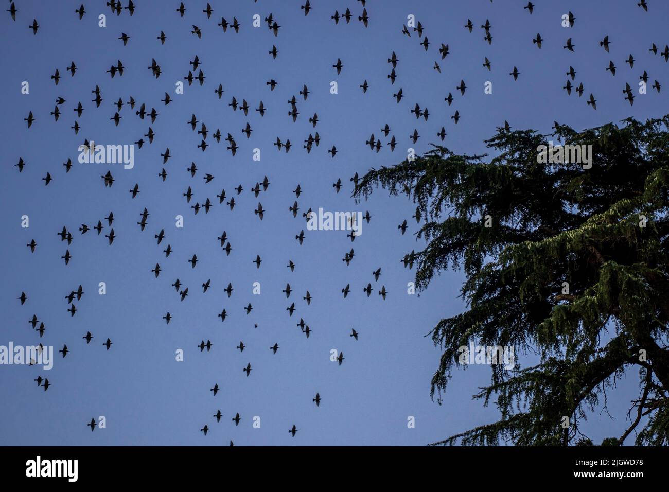 A view of flock of common starlings flying in blue sky near tree Stock ...