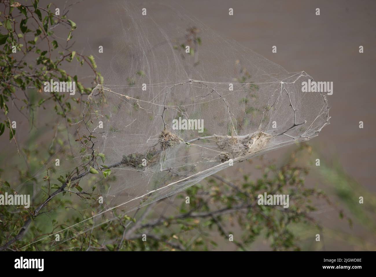 Spinnennetz / Spider´s web Stock Photo - Alamy