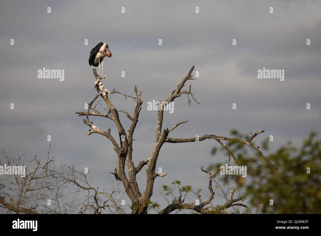 Marabou storch hi-res stock photography and images - Alamy
