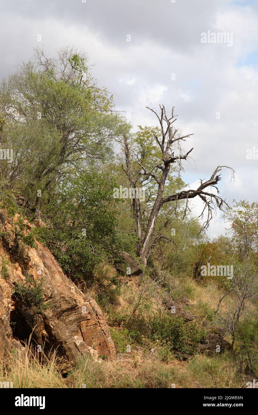 Afrikanischer Busch / African Bush Stock Photo - Alamy