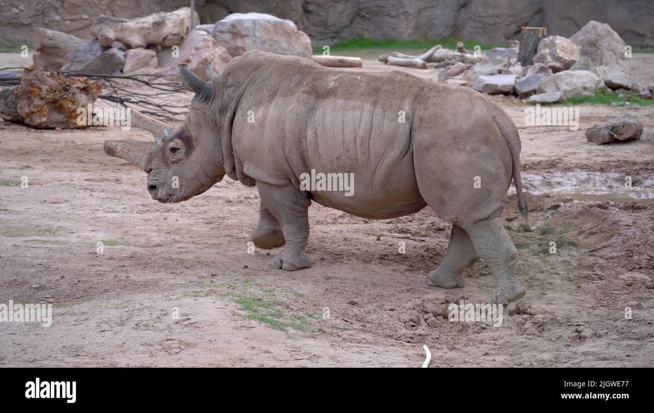 An old rhino walking in a zoo cage Stock Photo - Alamy