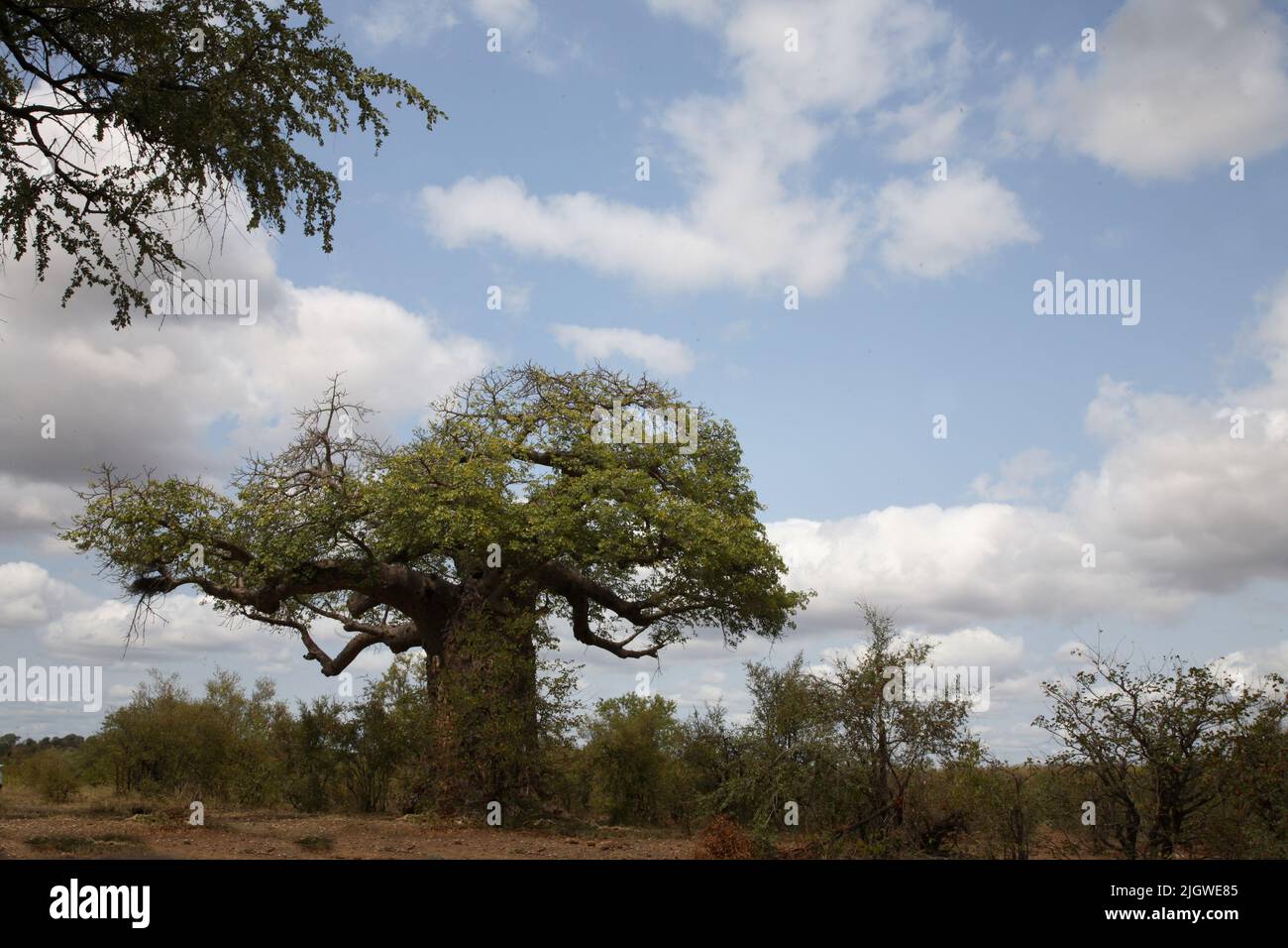 Affenbrotbaum / Baobab / Adansonia Digitata Stock Photo - Alamy
