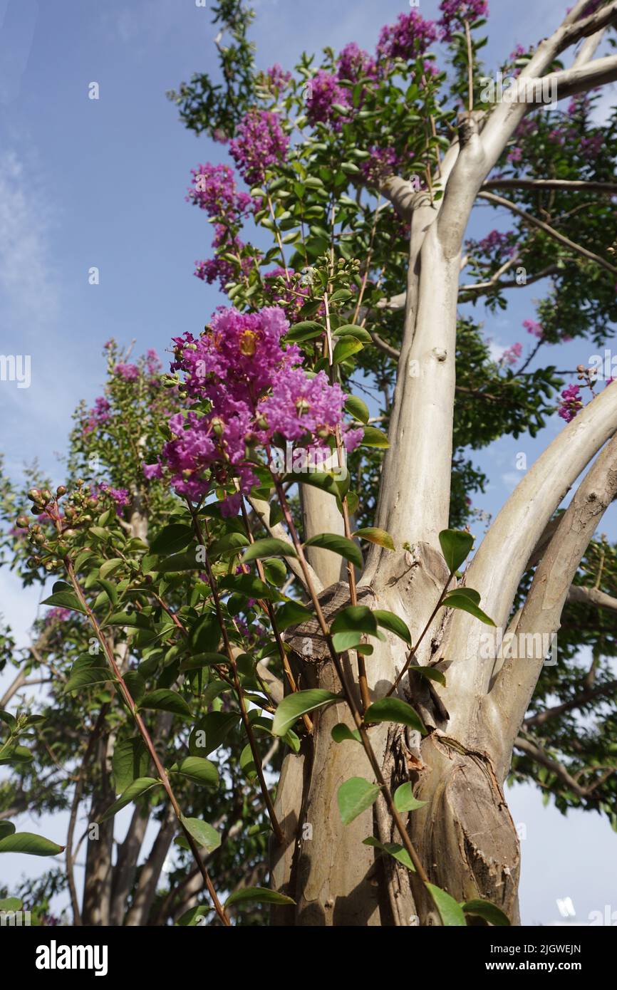 Lagerstroemia indica tree flowering Stock Photo - Alamy