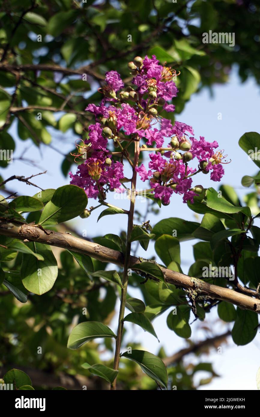Pink lagerstroemia hi-res stock photography and images - Alamy