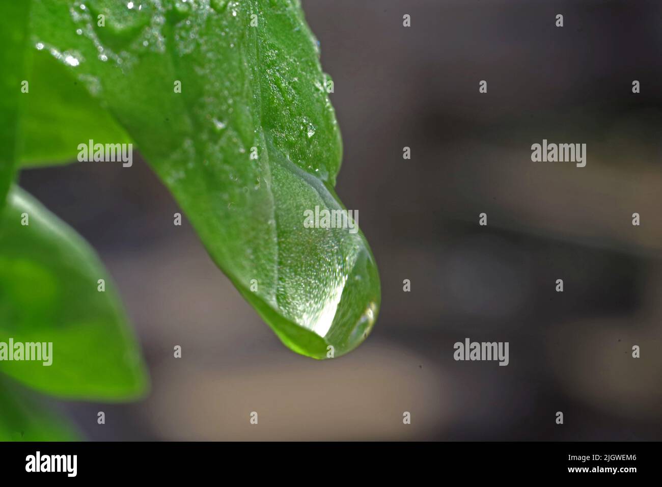 Basil leaf water drops hi-res stock photography and images - Alamy