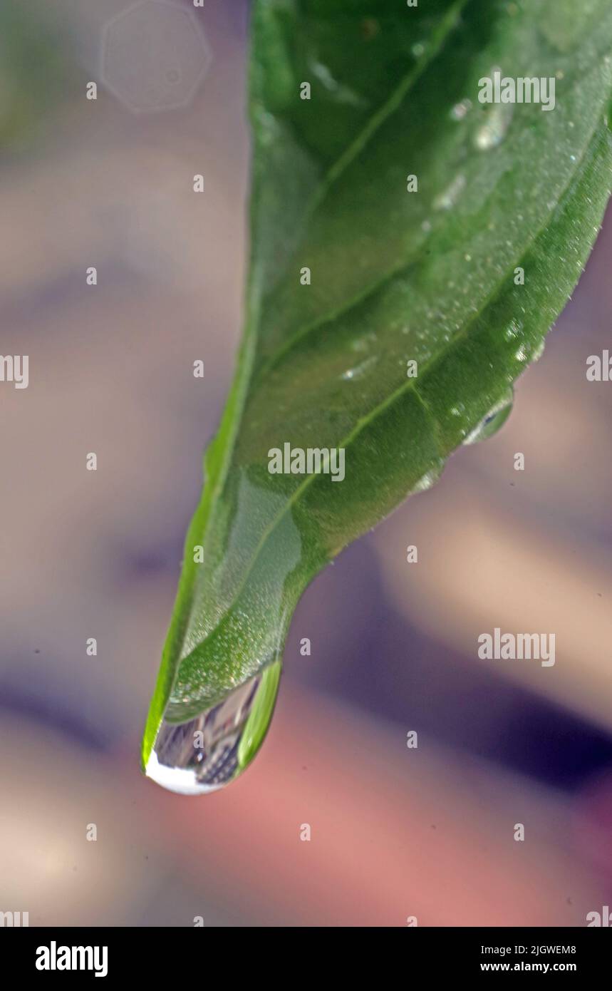 Basil leaf water drops hi-res stock photography and images - Alamy