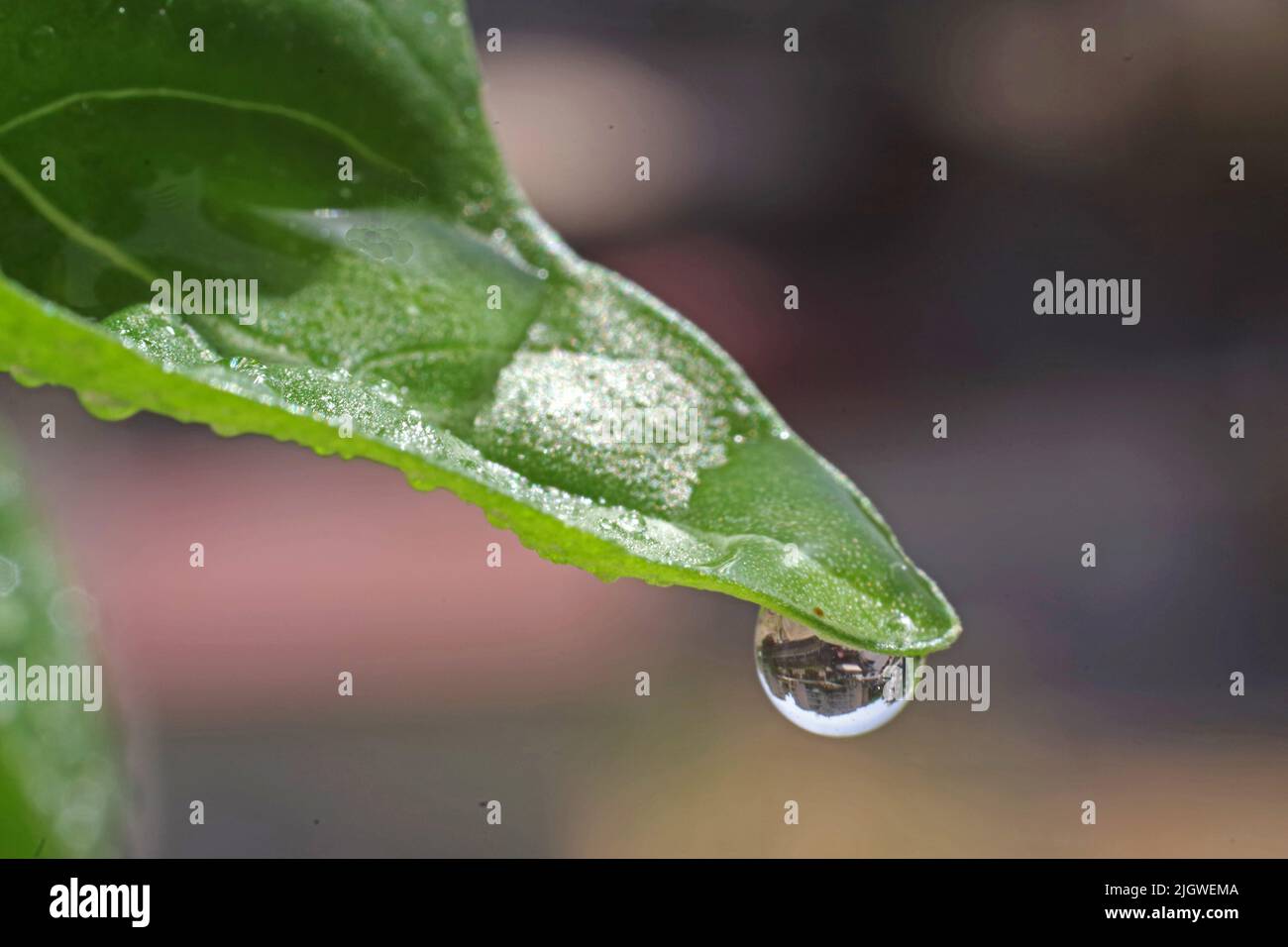 Basil leaf water drops hi-res stock photography and images - Alamy